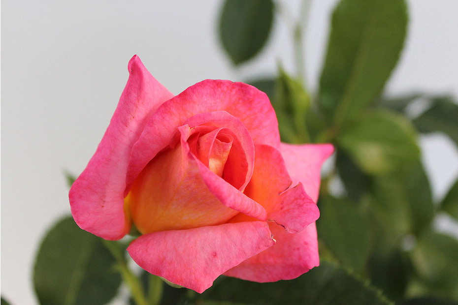 Rosa 'Inspiration'(Rosa 'Inspiration'®), dimensione del vaso Ø25cm ...