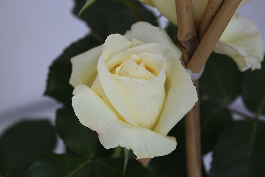Rosa 'Schneewalzer'(Rosa 'Schneewalzer'®), dimensione del vaso Ø25cm ...