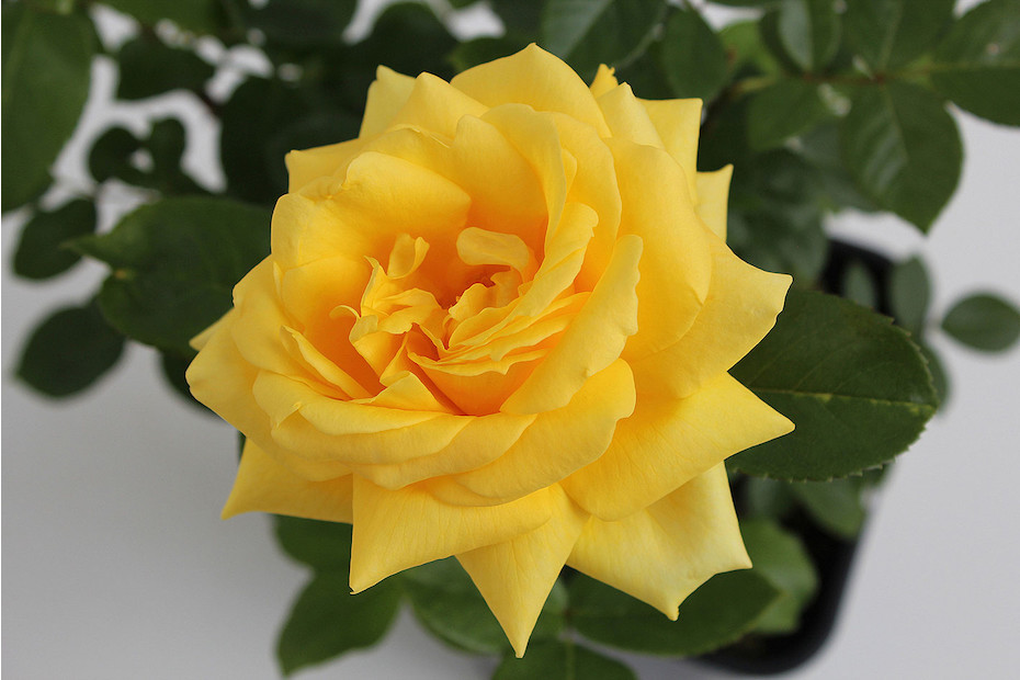 Rosa 'Landora'(Rosa 'Landora'®, Stamm), dimensione del vaso Ø29cm ...