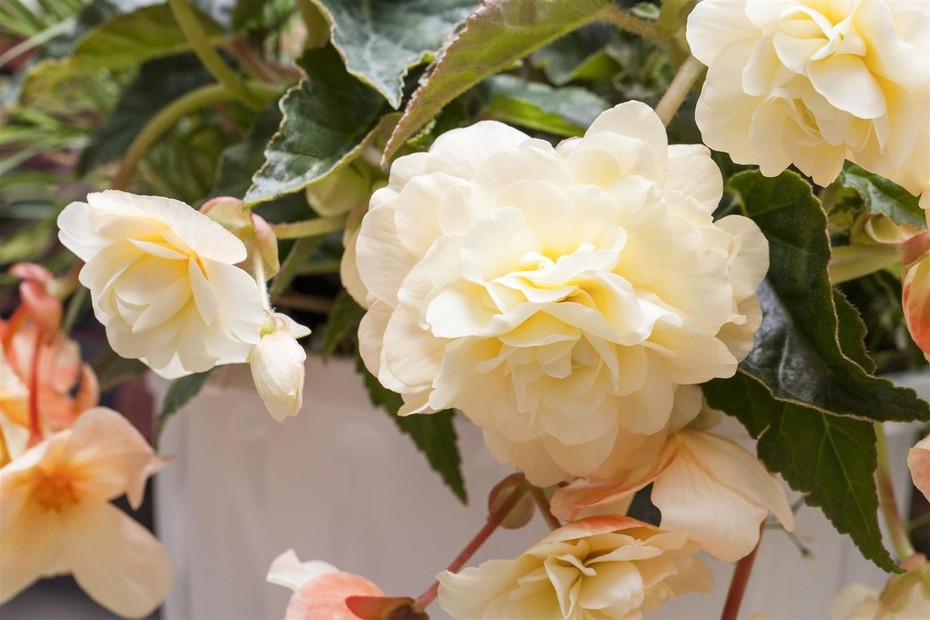 Begonia 'Chardonnay' (Begonia 'Chardonnay'(s)), dimensione del vaso ...