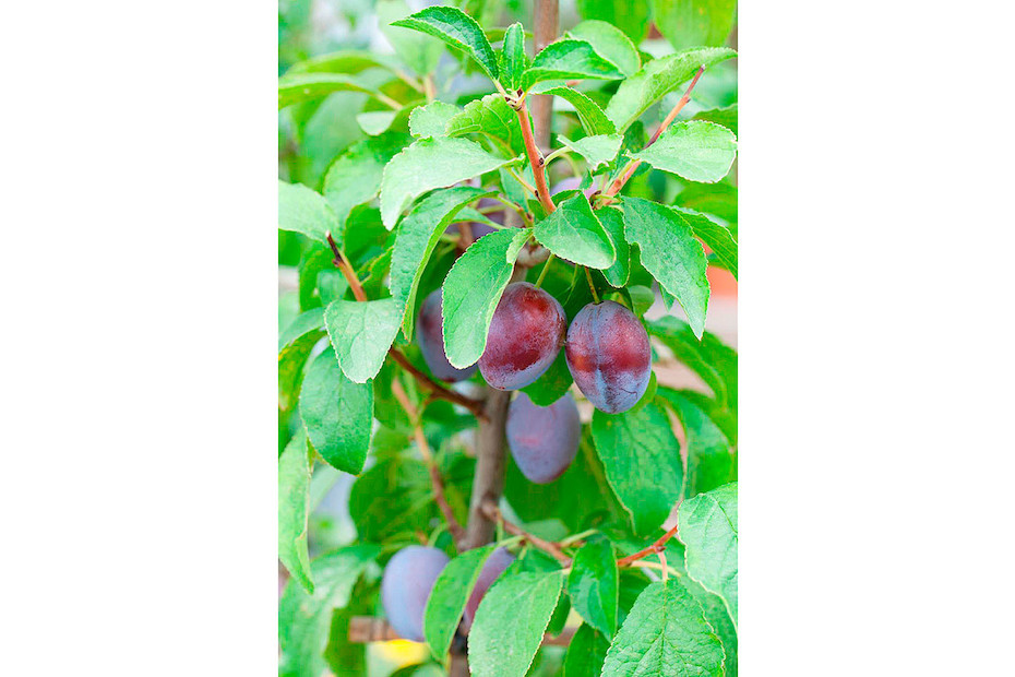 Quetschier 'Hanita'(s) (Prunus domestica subsp. domestica 'Hanita'(s ...