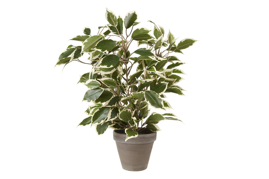 Mica Ficus Natasja im Topf | 40 cm kaufen bei JUMBO