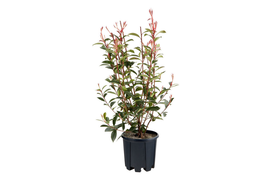 PHOTINIA X FRASERI CARRE ROUGE C3 H40 kaufen bei JUMBO