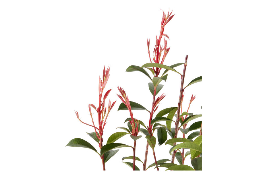 PHOTINIA X FRASERI CARRE ROUGE C3 H40 kaufen bei JUMBO